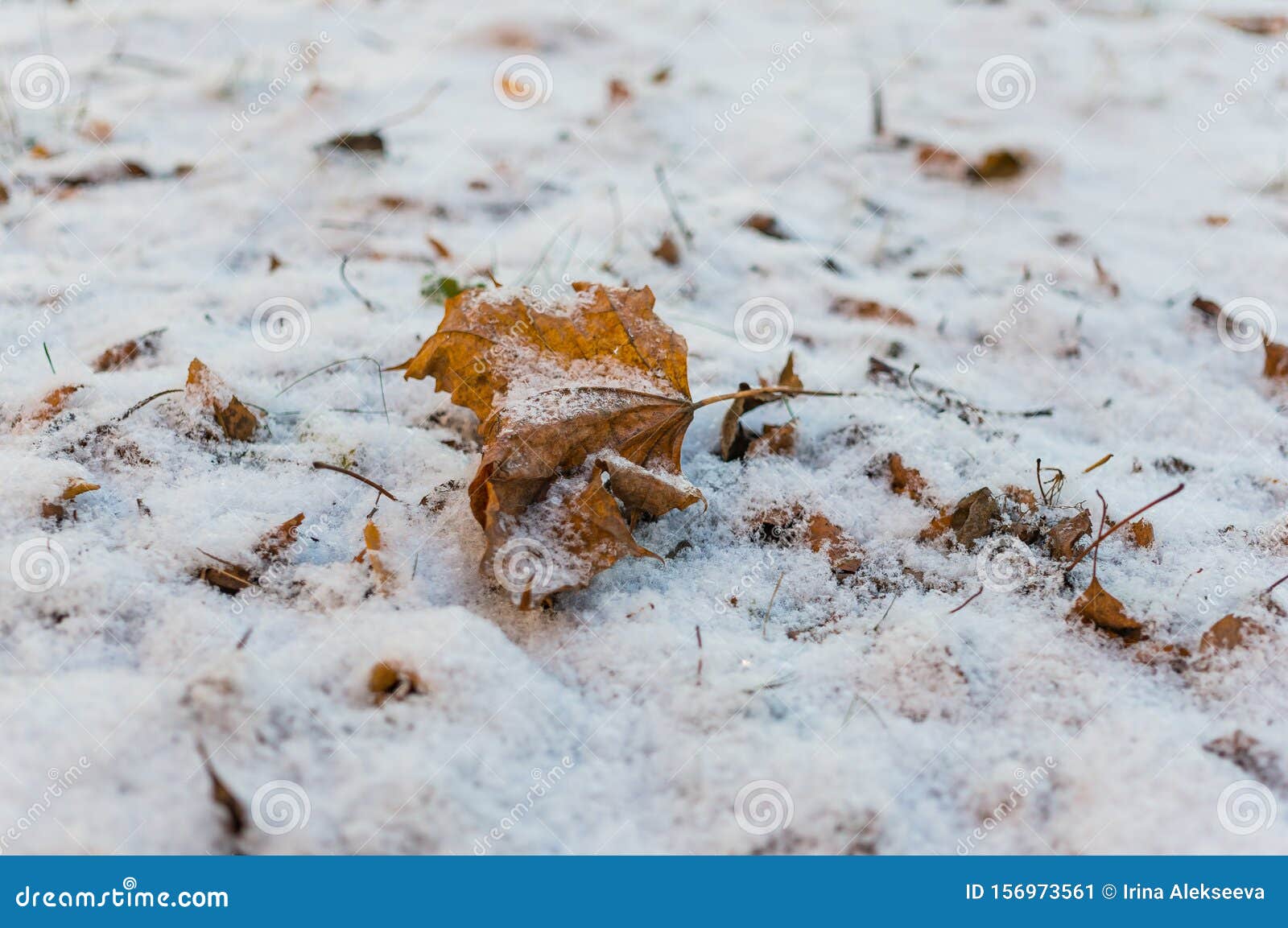 The First Snow Covers the Fallen Leaves and the Ground. Early Winter ...