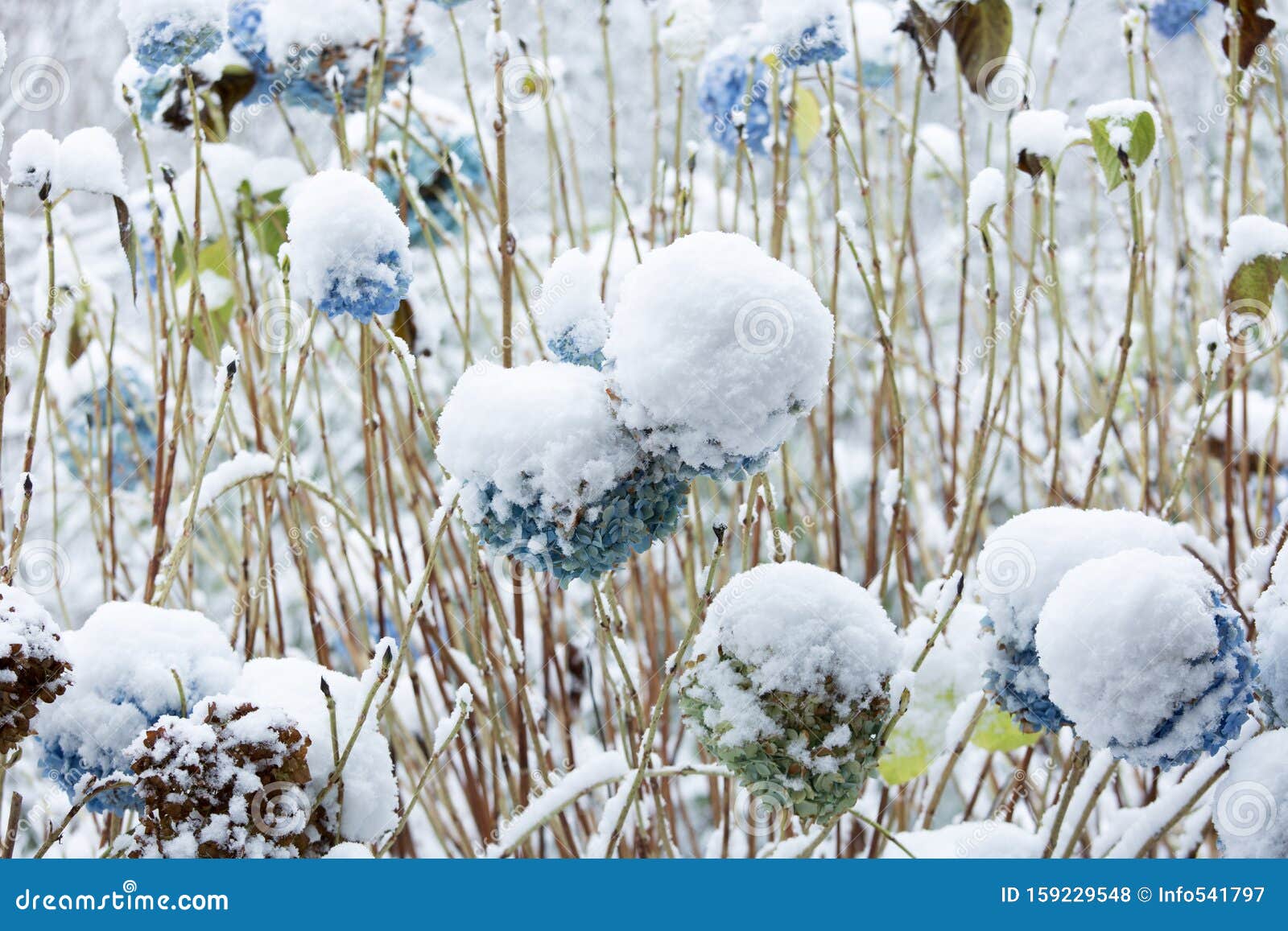 The First Snow Covers the Last Hydrangea Blossoms Stock Photo - Image ...