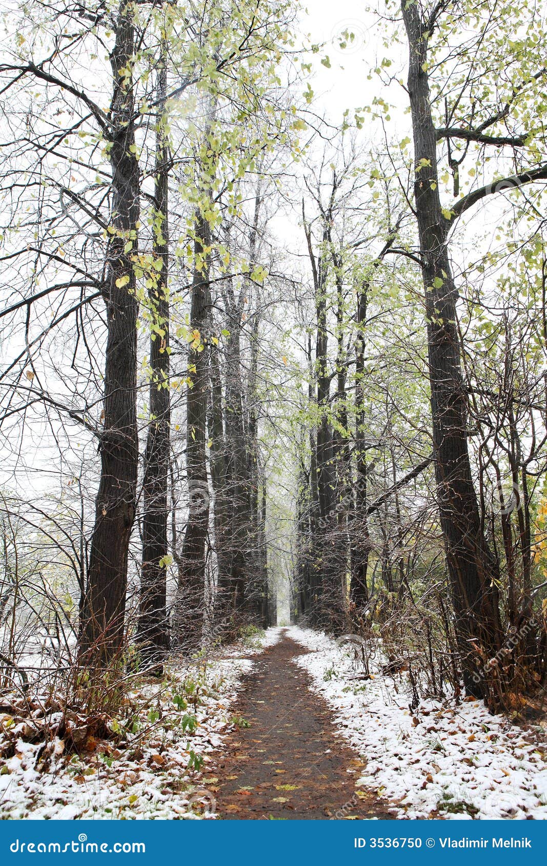 First snow in fall stock photo. Image of cool, blizzard - 3536750