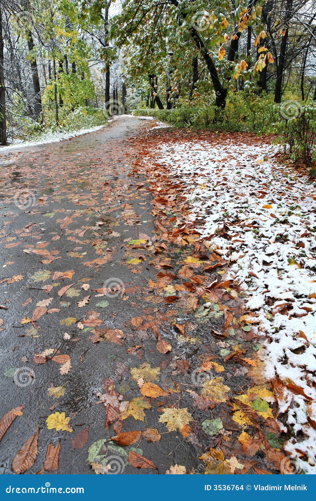 First snow in fall stock photo. Image of branch, frost - 3536764