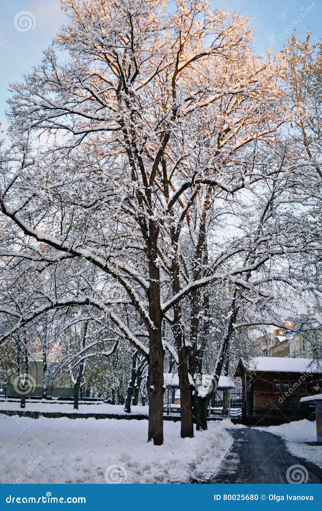 First snow in fall season stock photo. Image of leaves - 80025680