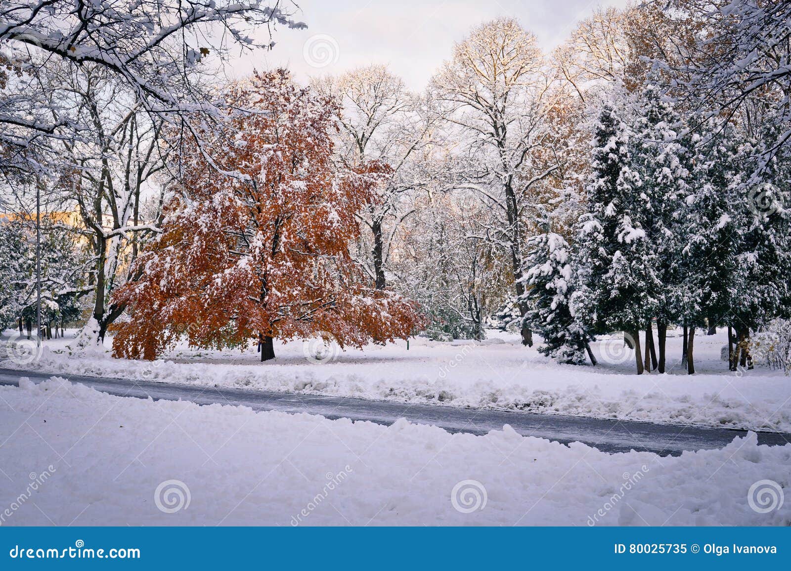 First snow in fall season stock image. Image of covered - 80025735