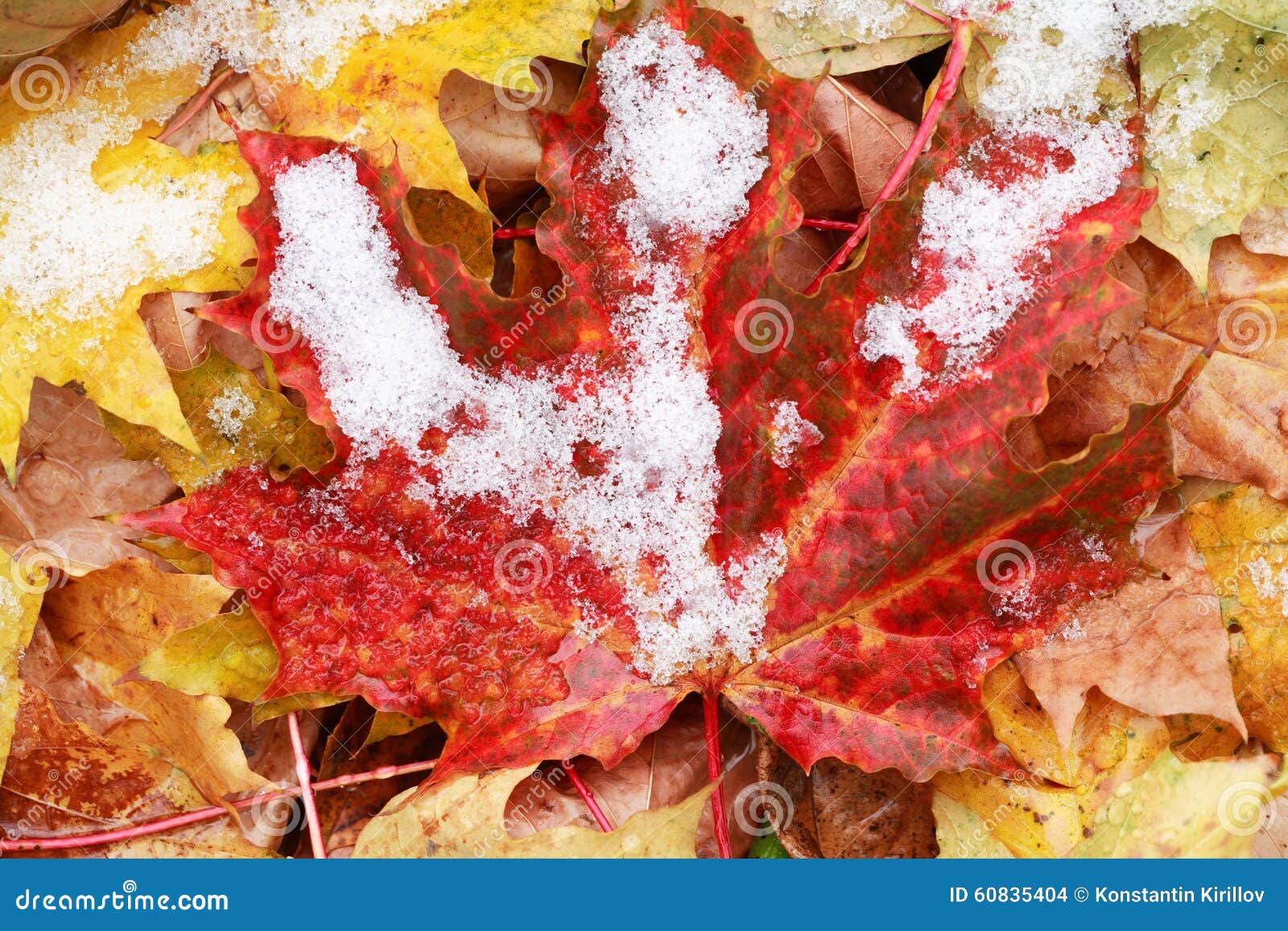 First Snow stock photo. Image of season, ecology, plant - 60835404