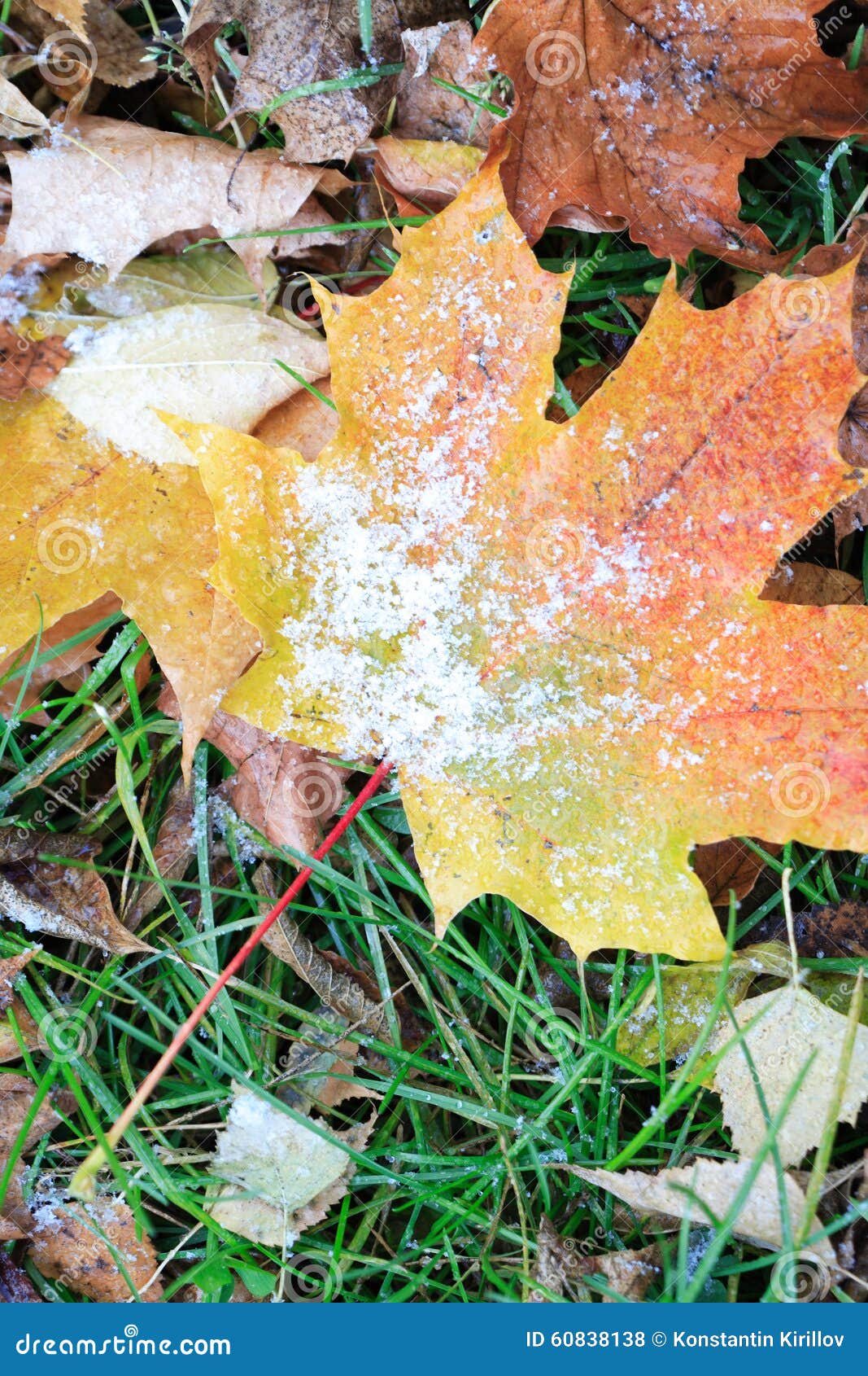 First Snow stock photo. Image of snow, autumn, tree, season - 60838138