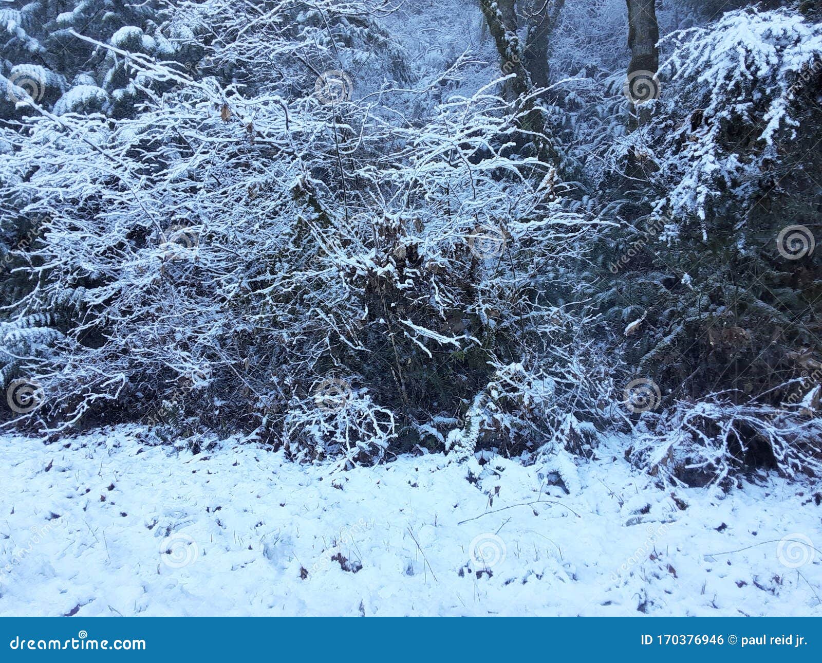 First Snow Fall of the Year Stock Photo - Image of fall, winter: 170376946