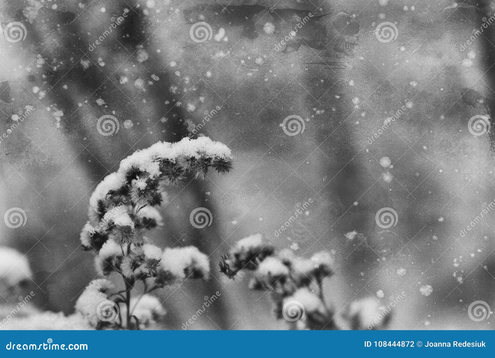The First Snow Falling on a Withered Field Flower Stock Photo - Image ...
