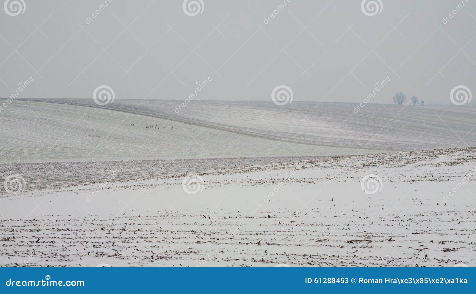 First snow on fields stock image. Image of hard, horizon - 61288453