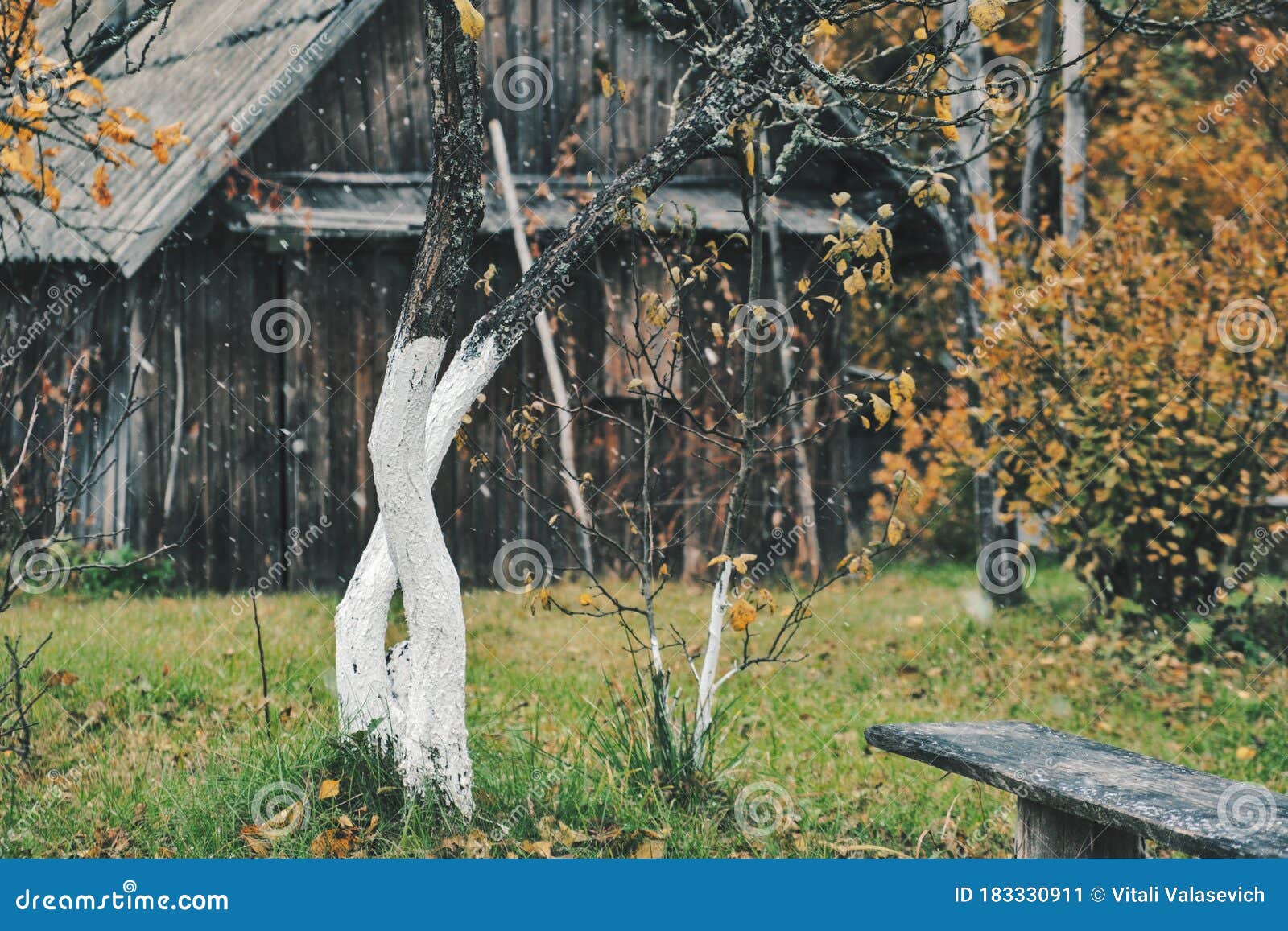 The First Snow Flies in a Rural Garden Stock Image - Image of snowfall ...