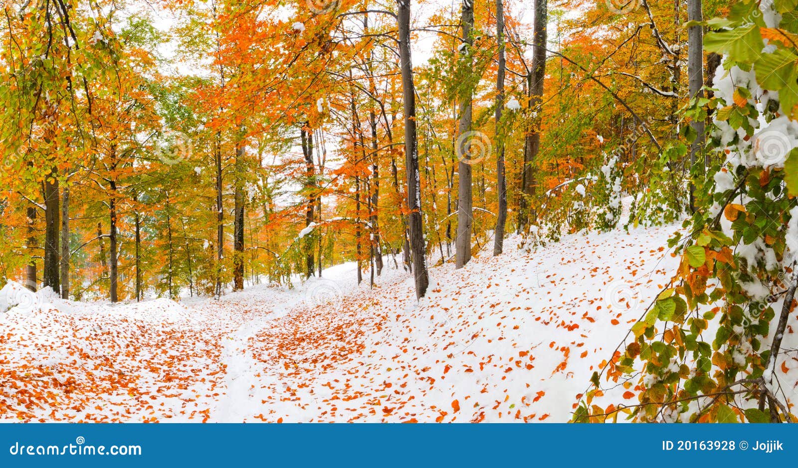 First snow in the forest stock photo. Image of garden - 20163928
