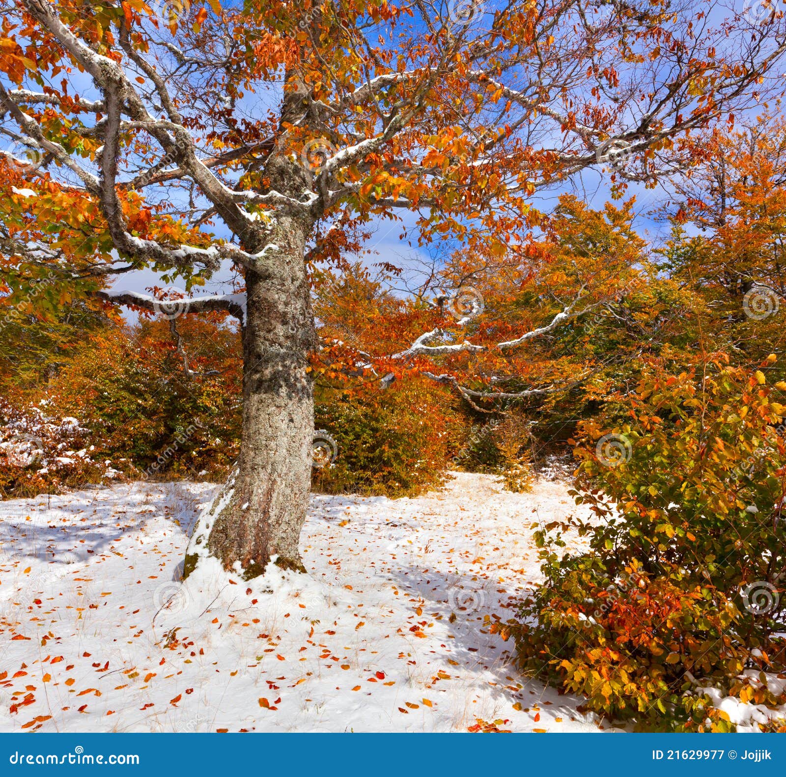 First snow in the forest stock image. Image of forest - 21629977