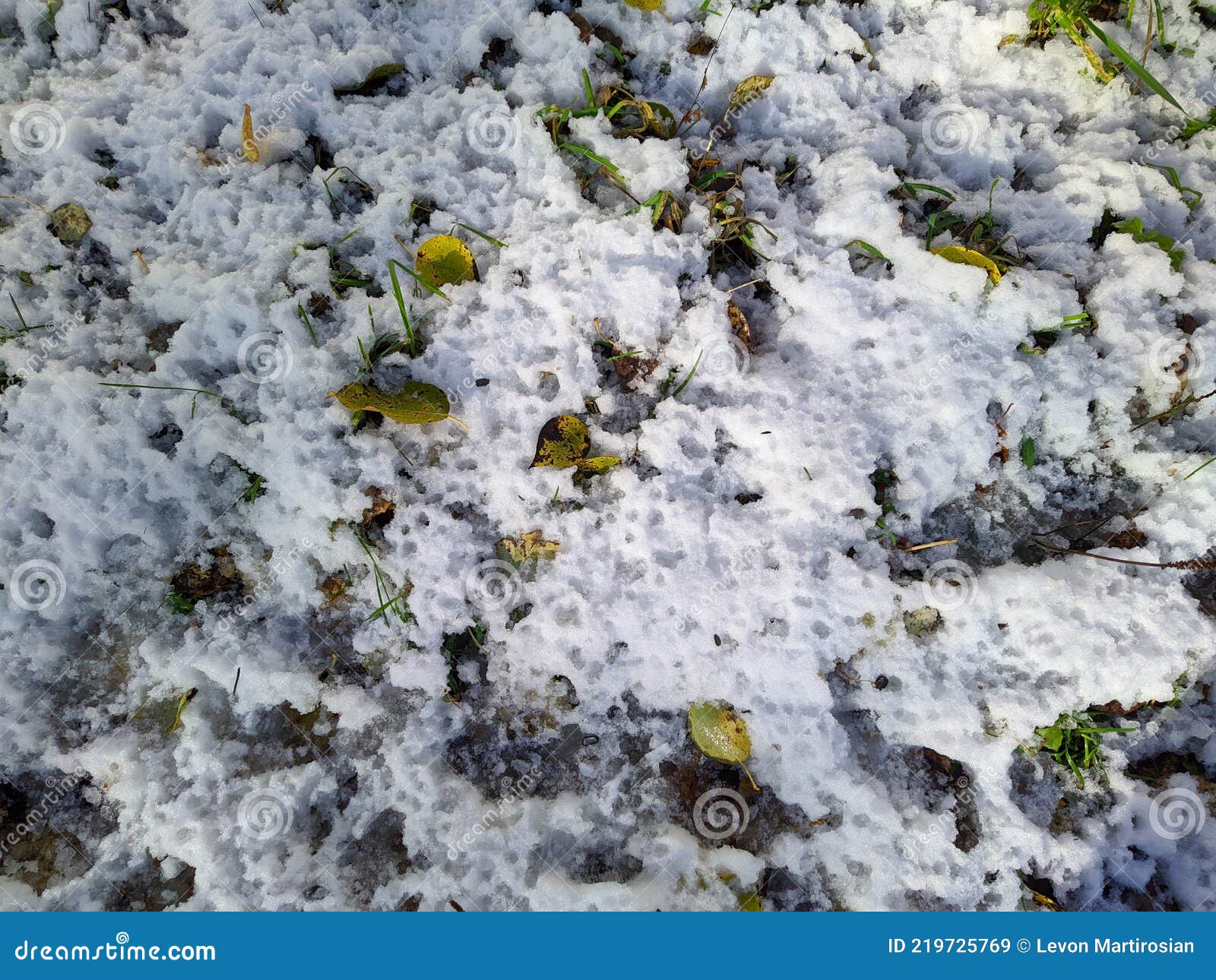 First Snow in the Forest in the Autumn Season Stock Image - Image of ...