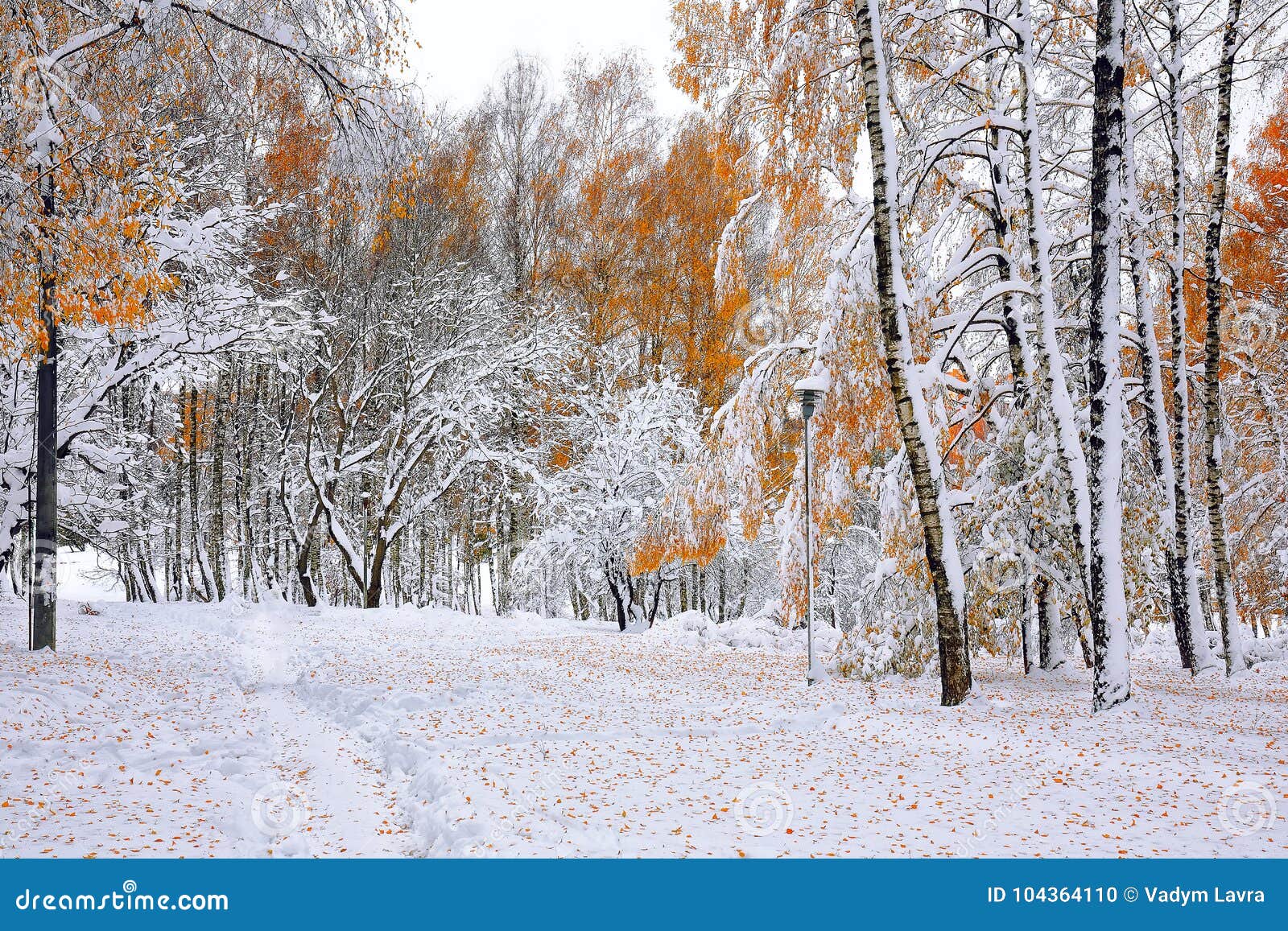 First Snow in the Forest. Snow Covered Trees in the Wood Stock Photo ...