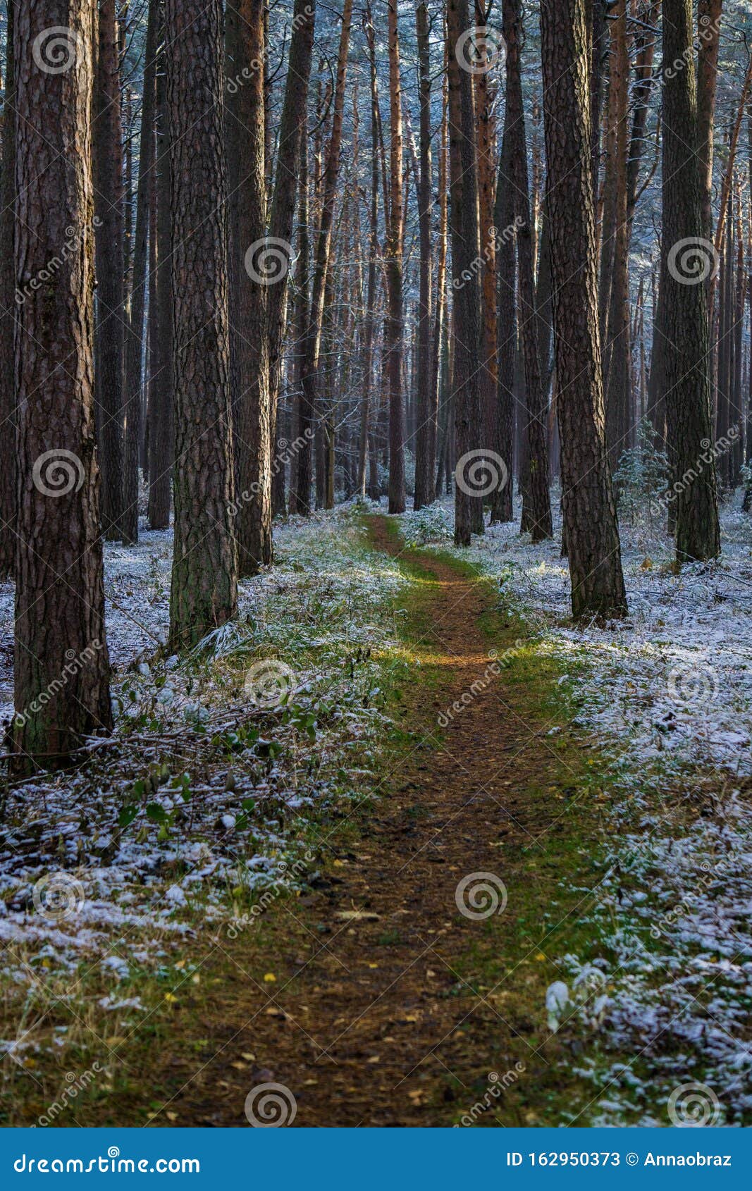 The First Snow in the Forest in Late Autumn in the Forest Stock Image ...