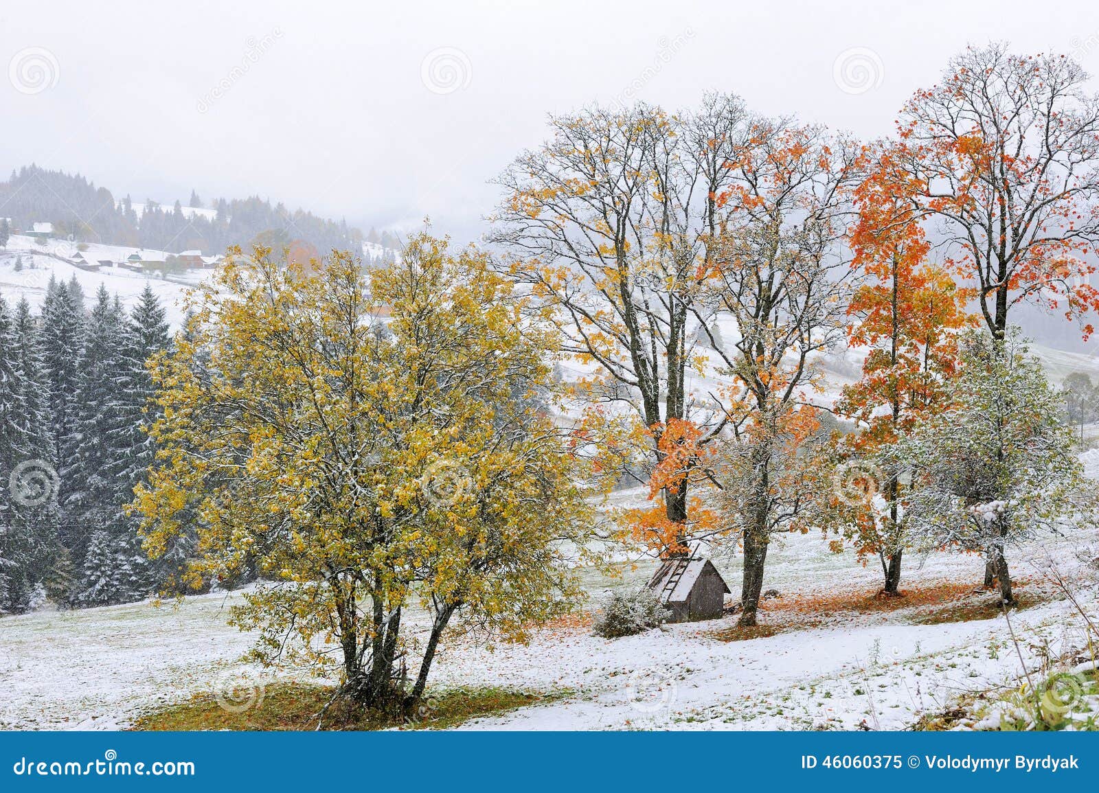 First snow stock image. Image of clear, landscape, forest - 46060375