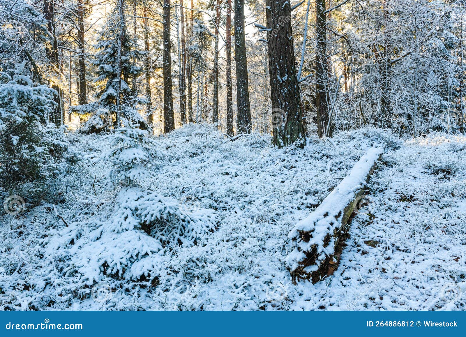 First Snow in the Forest in Sweden. Stock Photo - Image of cold ...
