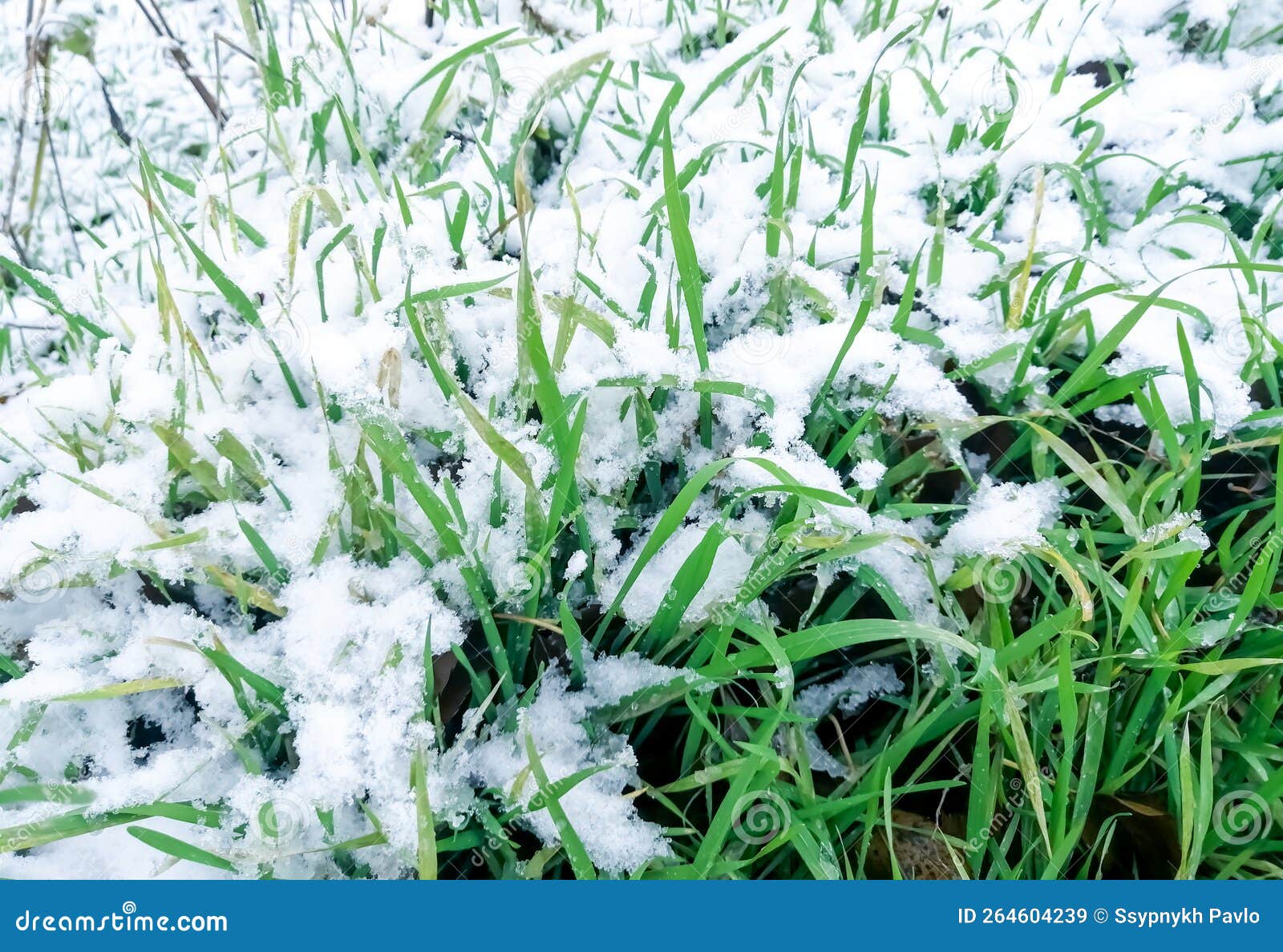 The First Snow on the Grass. the Lawn is Covered with White Snow. There ...