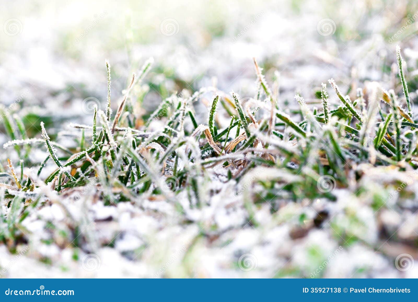 First snow on green grass stock photo. Image of agriculture - 35927138