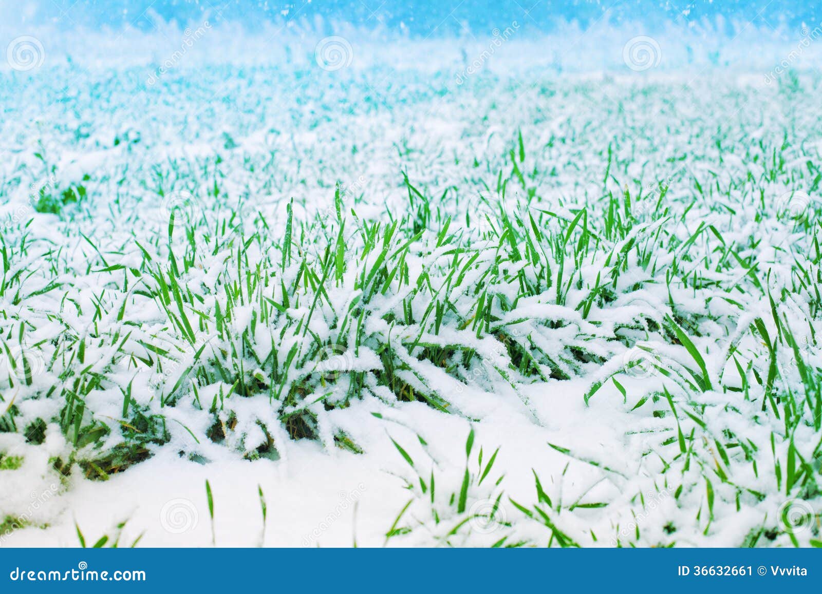 First Snowfall Corn Field Stock Photos - Free & Royalty-Free Stock ...