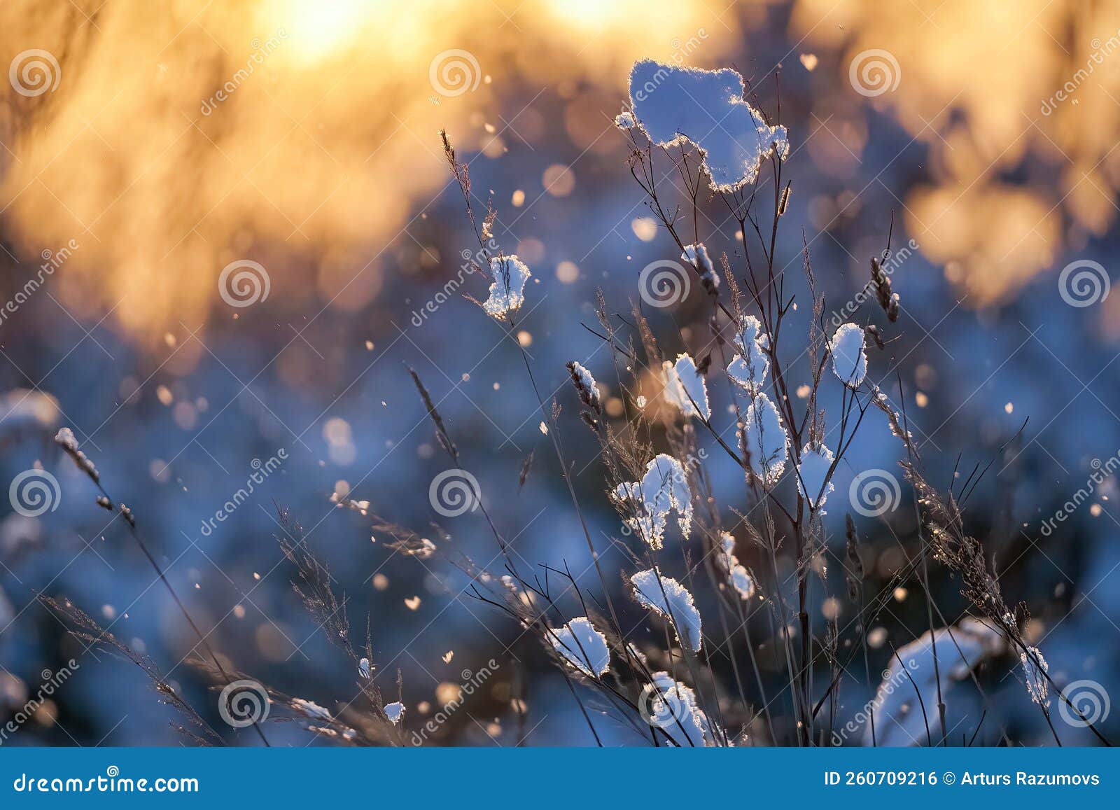 The First Snow Illuminated by the Rays of the Morning Sun on Thin ...