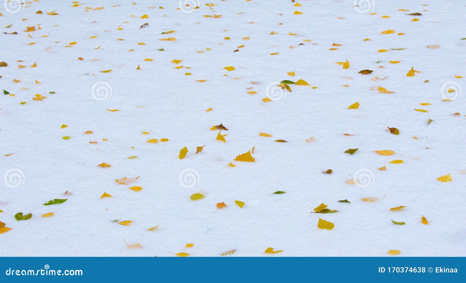 The First Snow, Late Autumn, Autumn Leaves on the Snow. Snowfall, Snow ...