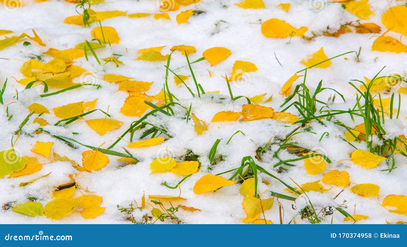 The First Snow, Late Autumn, Autumn Leaves on the Snow. Snowfall, Snow ...