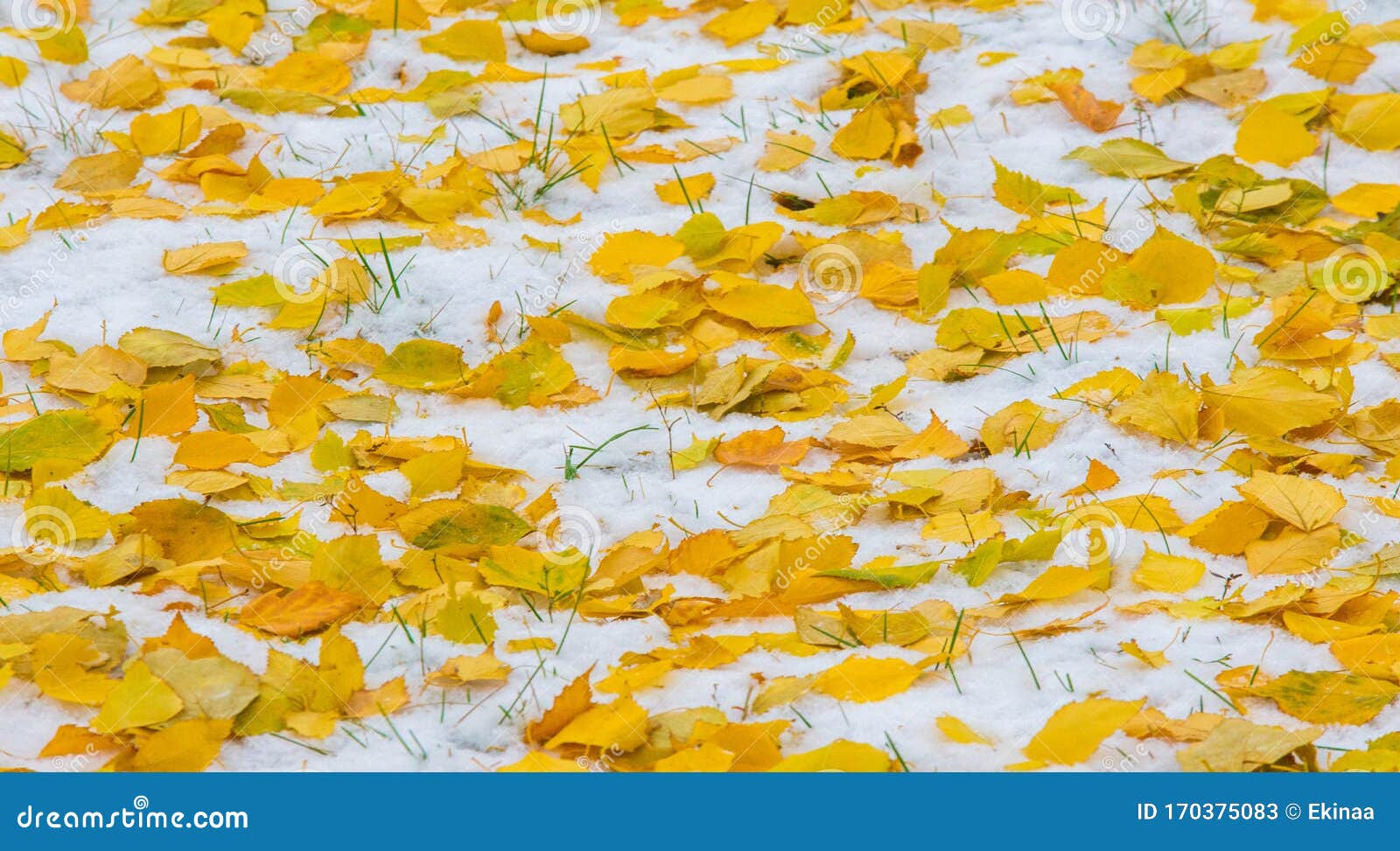 The First Snow, Late Autumn, Autumn Leaves on the Snow. Snowfall, Snow ...