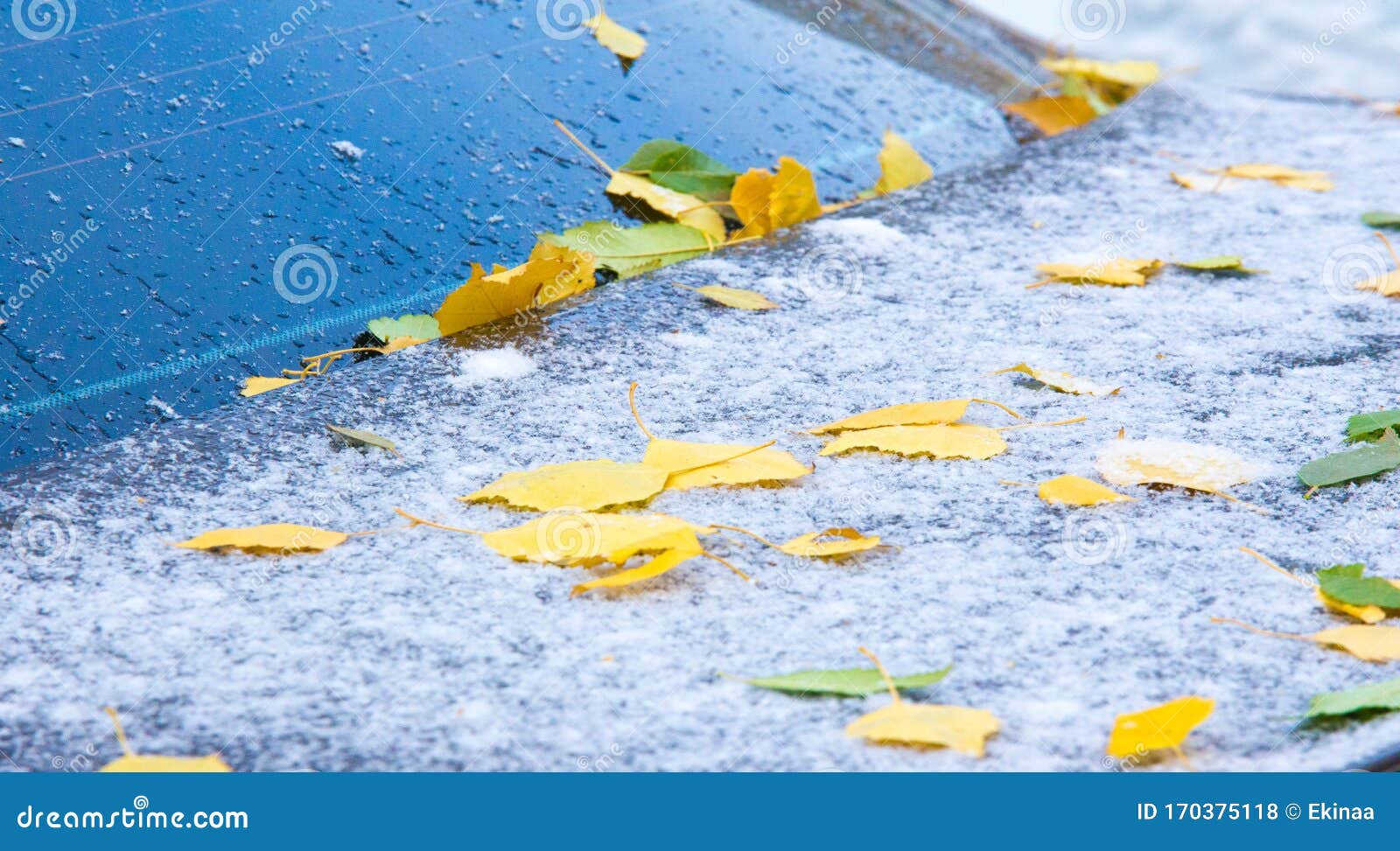 The First Snow, Late Autumn, Autumn Leaves on the Snow. Snowfall, Snow ...