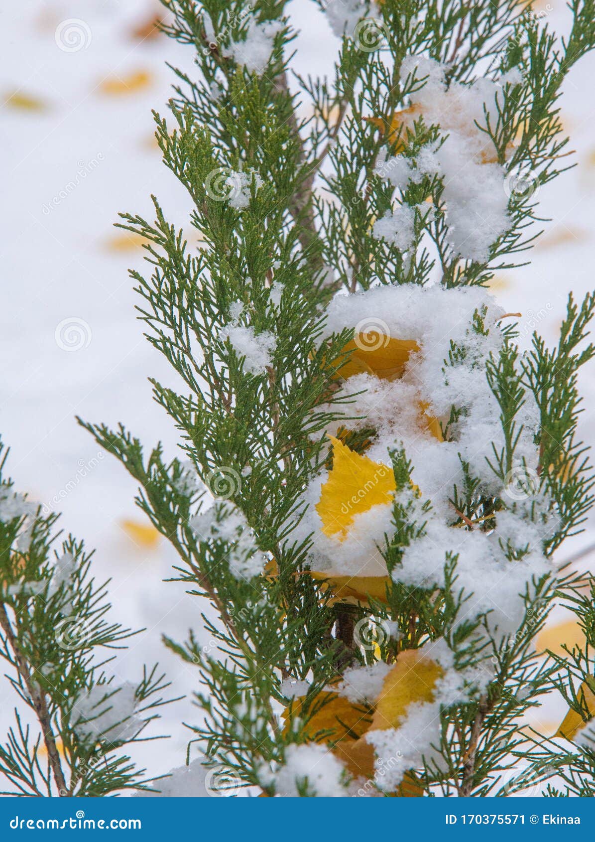 The First Snow, Late Autumn, Autumn Leaves on the Snow. Snowfall, Snow ...
