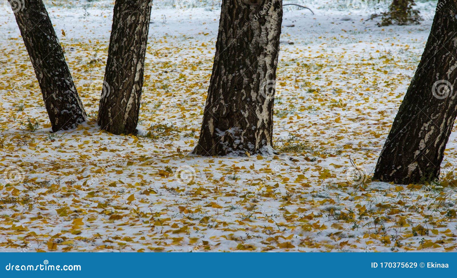 The First Snow, Late Autumn, Autumn Leaves on the Snow. Snowfall, Snow ...