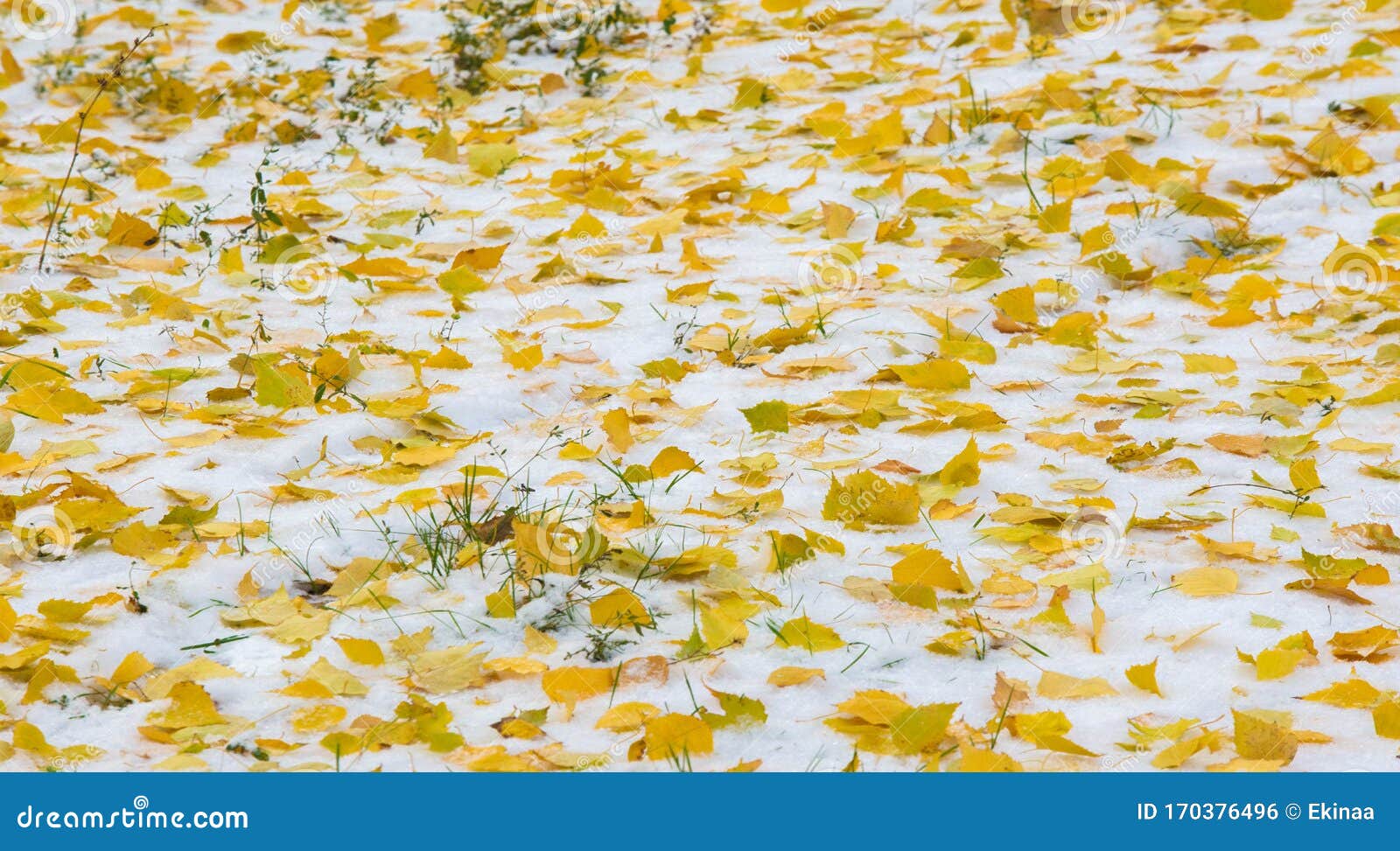 The First Snow, Late Autumn, Autumn Leaves Stock Photo - Image of pasta ...