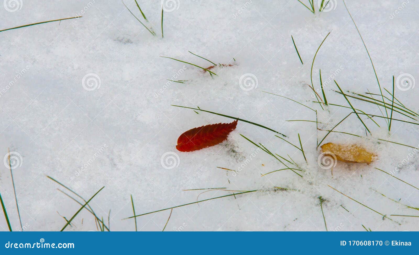 The First Snow, Late Autumn, Autumn Leaves on the Snow. Snowfall, Snow ...