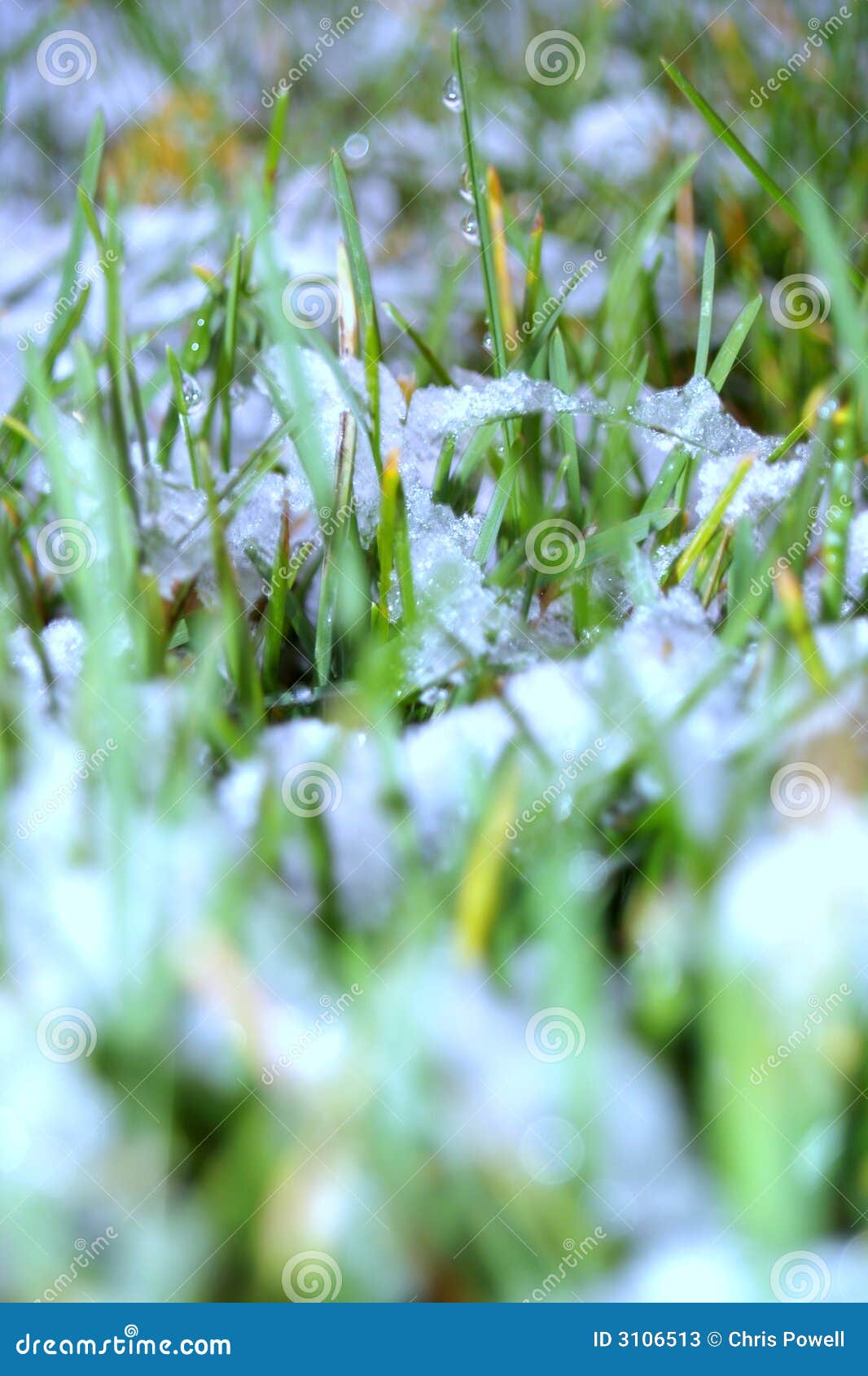 First Snow on Lawn stock image. Image of cold, lawn, uncut - 3106513