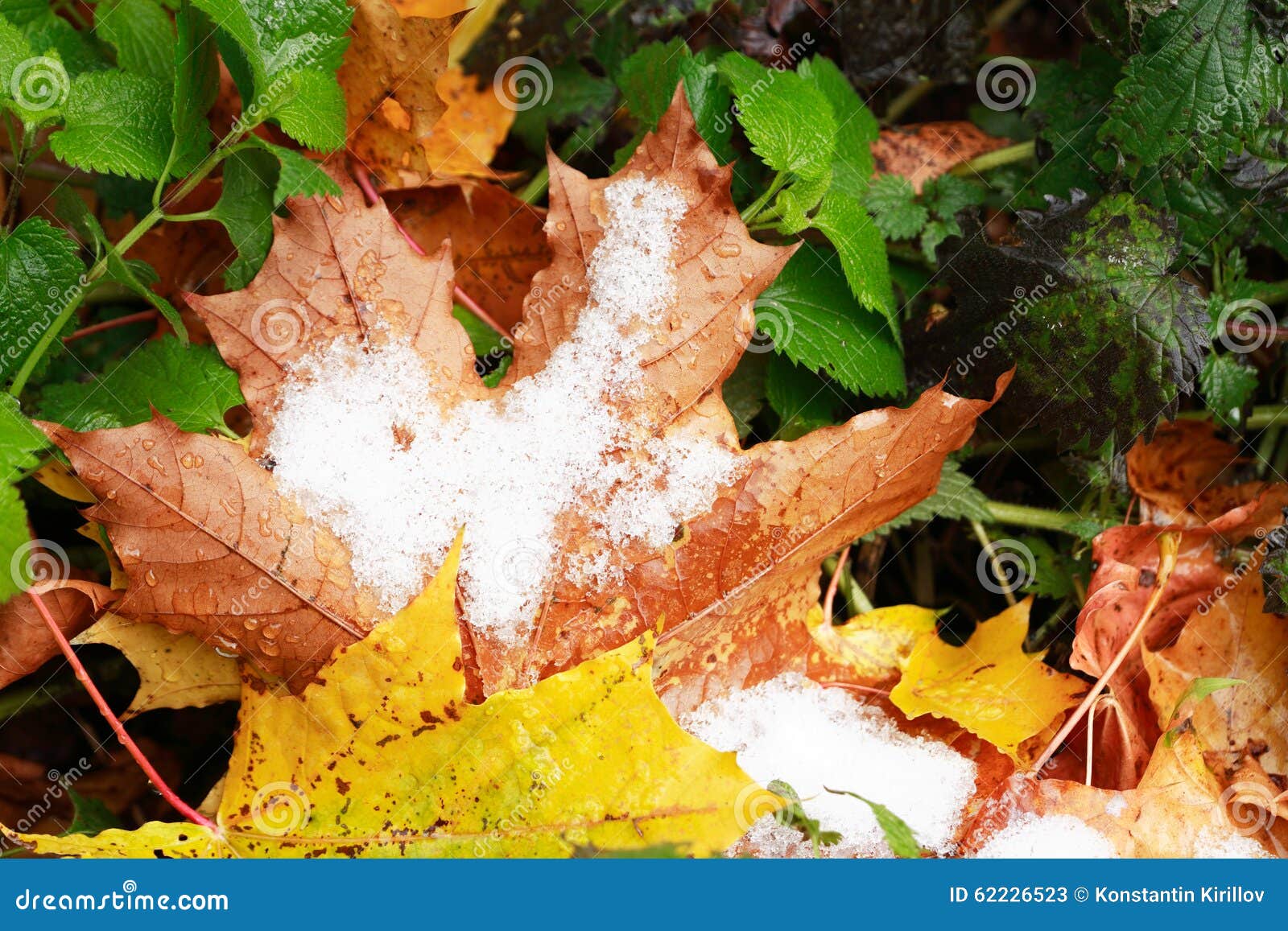 First Snow on Leaves stock image. Image of autumn, macro - 62226523