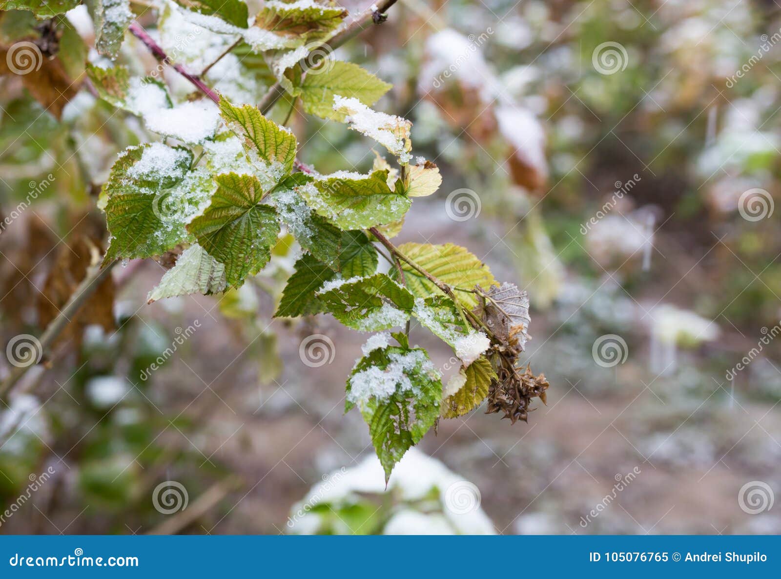 First Snow on the Leaves of Plants Stock Image - Image of garden ...
