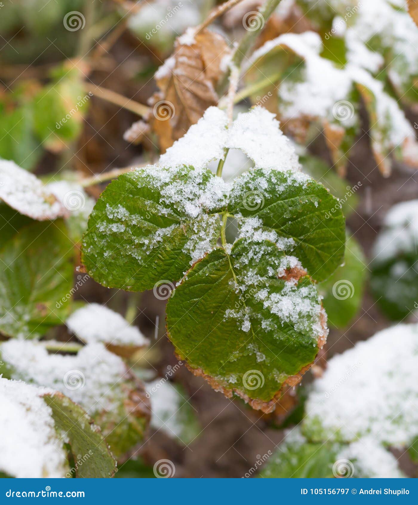 First Snow on the Leaves of Plants Stock Image - Image of winter ...