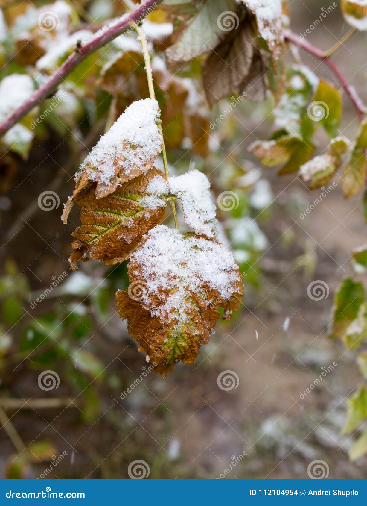 First Snow on the Leaves of Plants Stock Photo - Image of floral, leaf ...