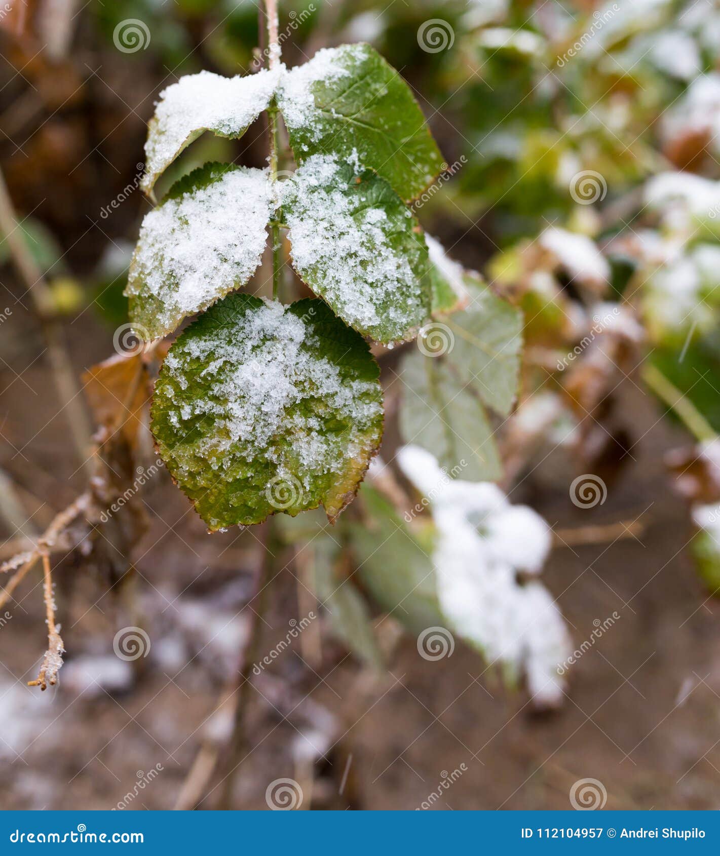 First Snow on the Leaves of Plants Stock Image - Image of plant ...