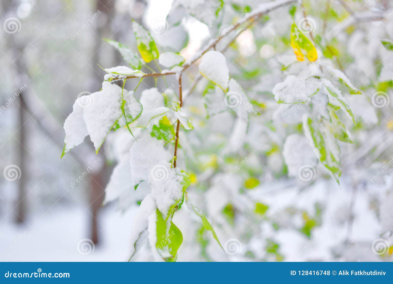 The First Snow on the Leaves of Trees Stock Photo - Image of cold, tree ...