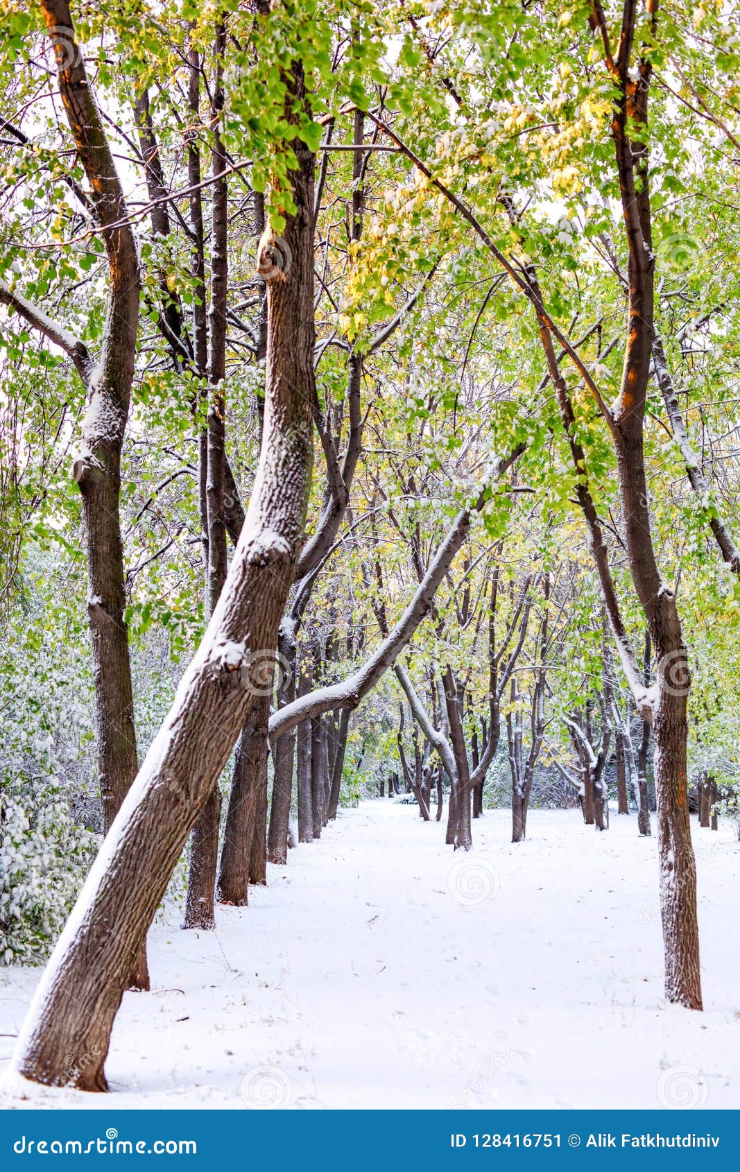 The First Snow on the Leaves of Trees Stock Image - Image of bright ...