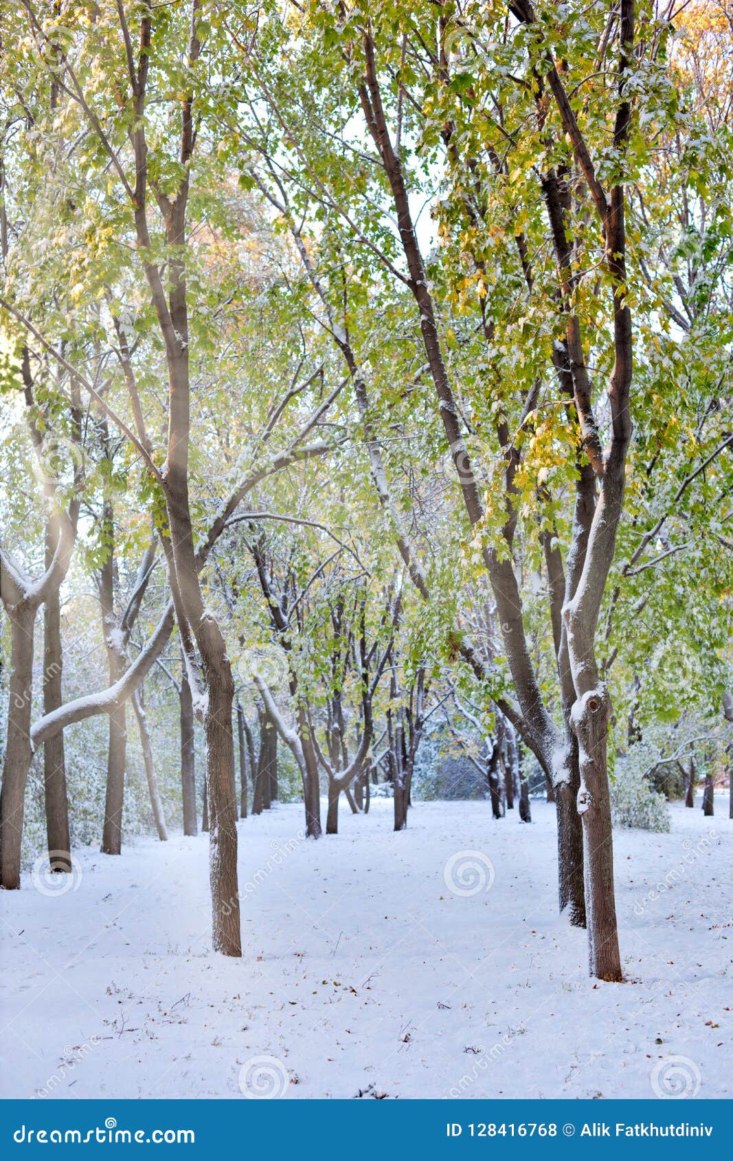 The First Snow on the Leaves of Trees Stock Photo - Image of cold, leaf ...