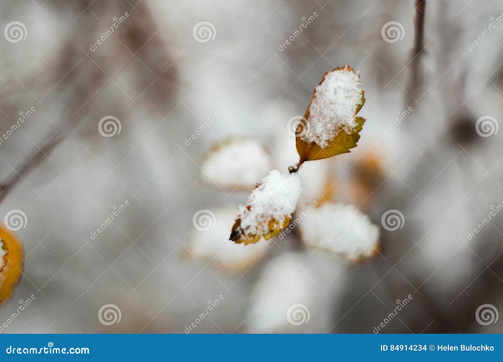 First snow stock photo. Image of snow, light, winter - 84914234
