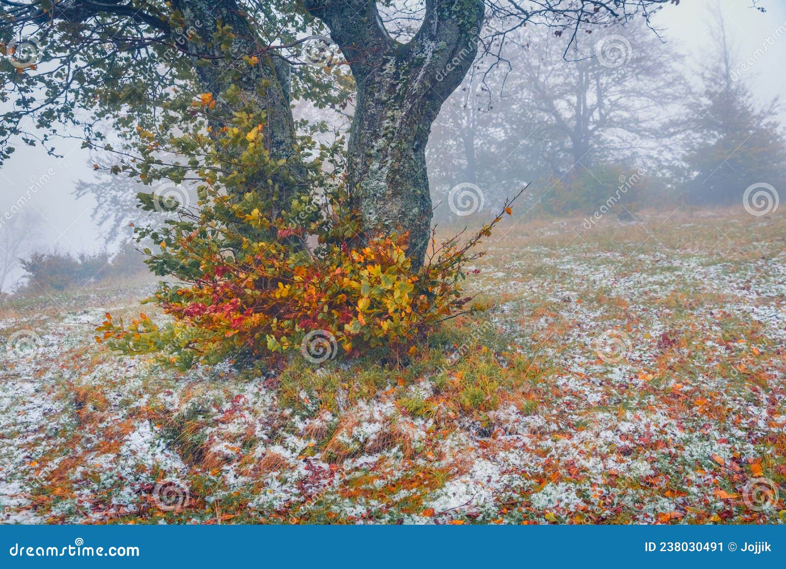 First Snow on the Mountain Forest. Old Beech Tree on the Mountain ...
