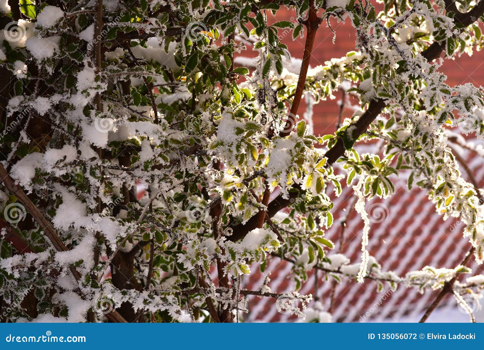 The first snow at my home stock photo. Image of decorative - 135056072