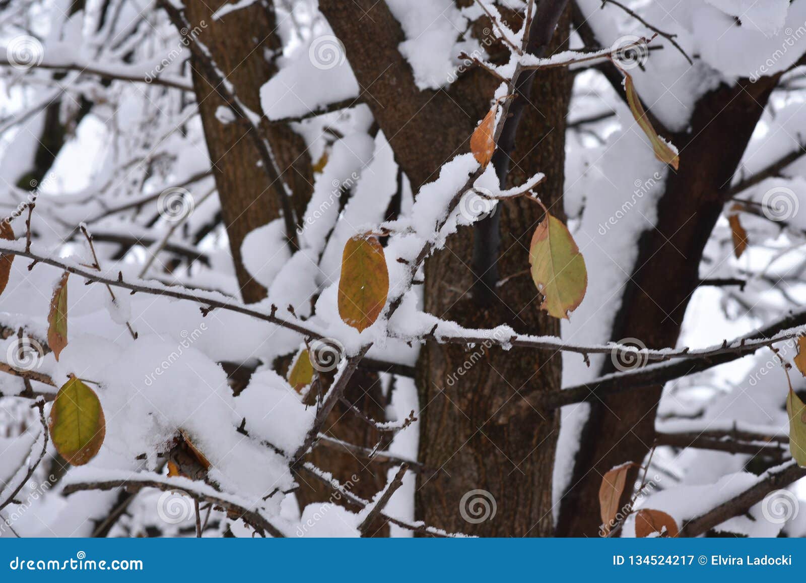 The first snow at my home stock image. Image of colorful - 134524217