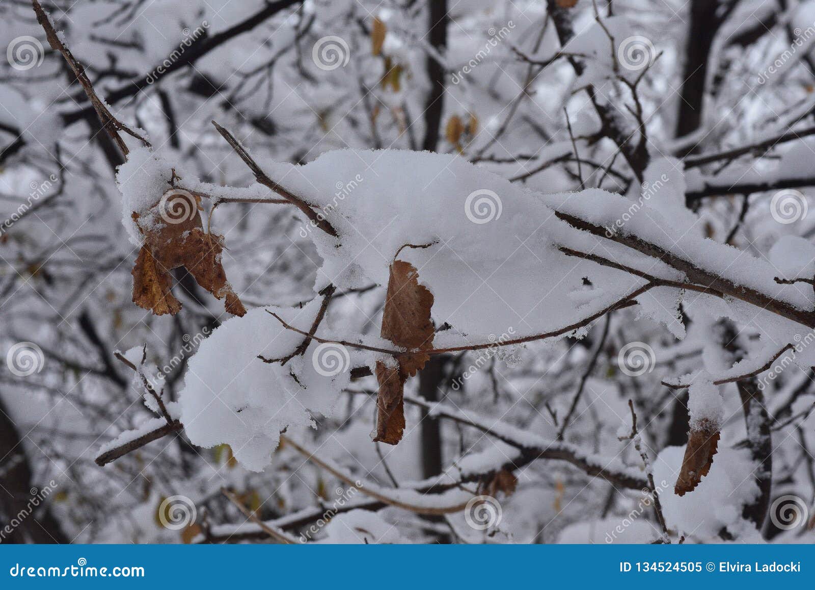 The first snow at my home stock image. Image of beautiful - 134524505
