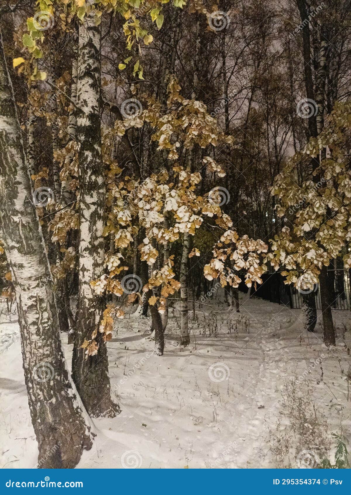 First snow in October stock photo. Image of trunk, leaf - 295354374