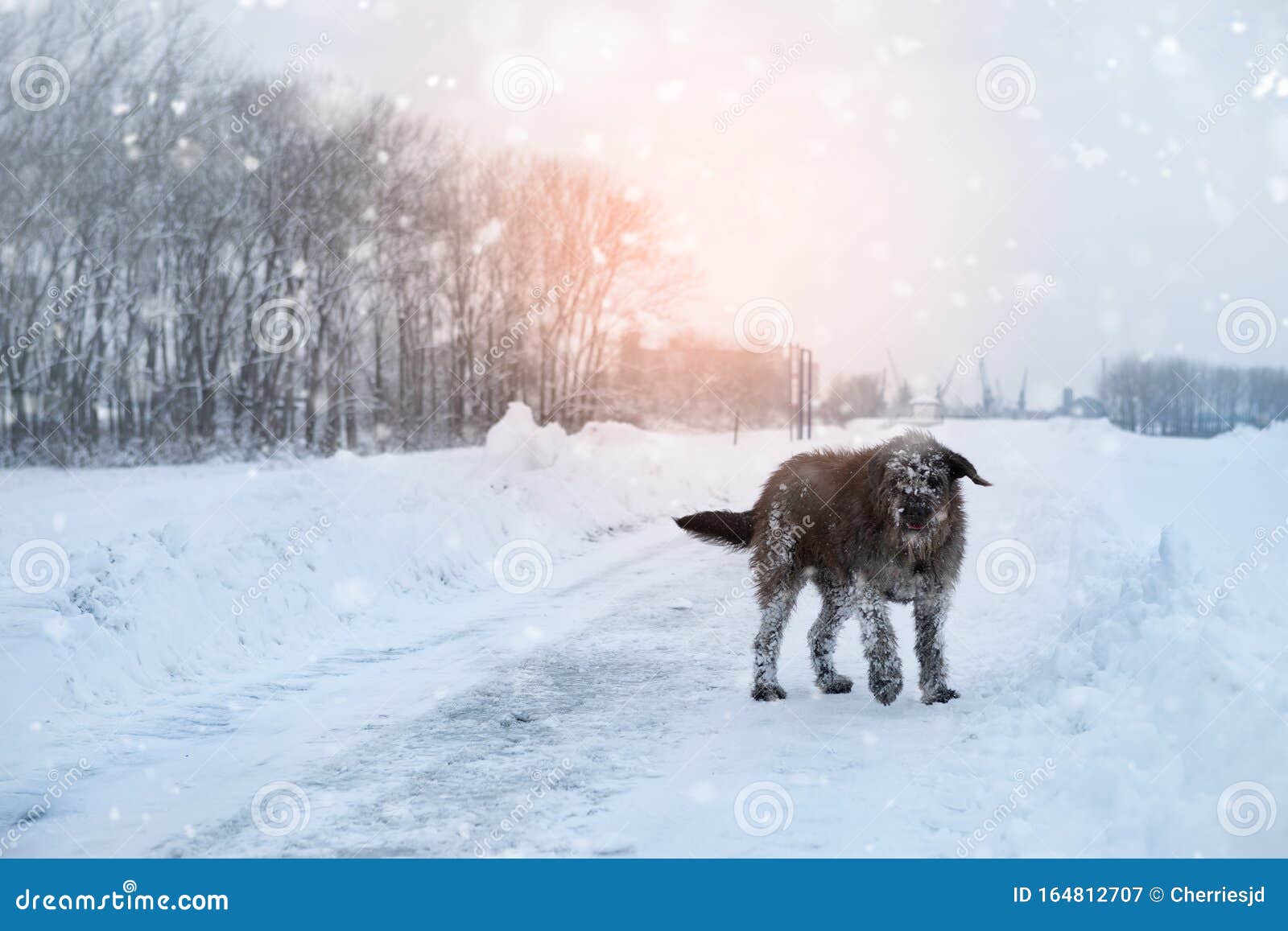First snow stock image. Image of horizontal, puppy, portrait - 164812707