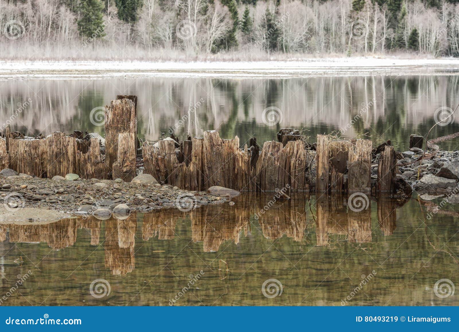 First Snow at the River with Wooden Piles of the Old Bridge Stock Image ...