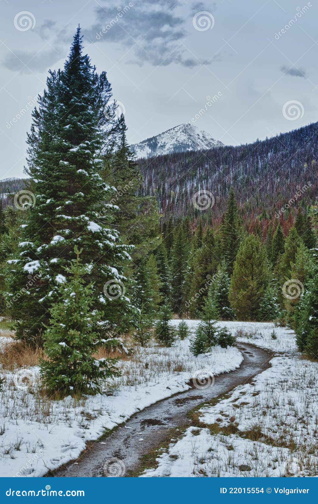 First Snow in the Rocky Mountains Forest. Stock Photo - Image of ...