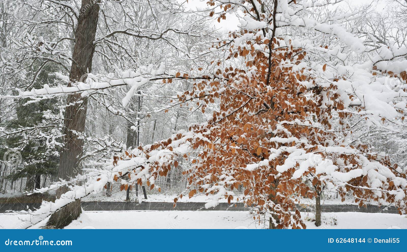 First snow of season. stock photo. Image of colorful - 62648144